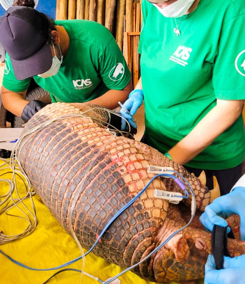 Tatu-Canastra de 40kg é o maior já capturado no Parque do Pombo de Três ...